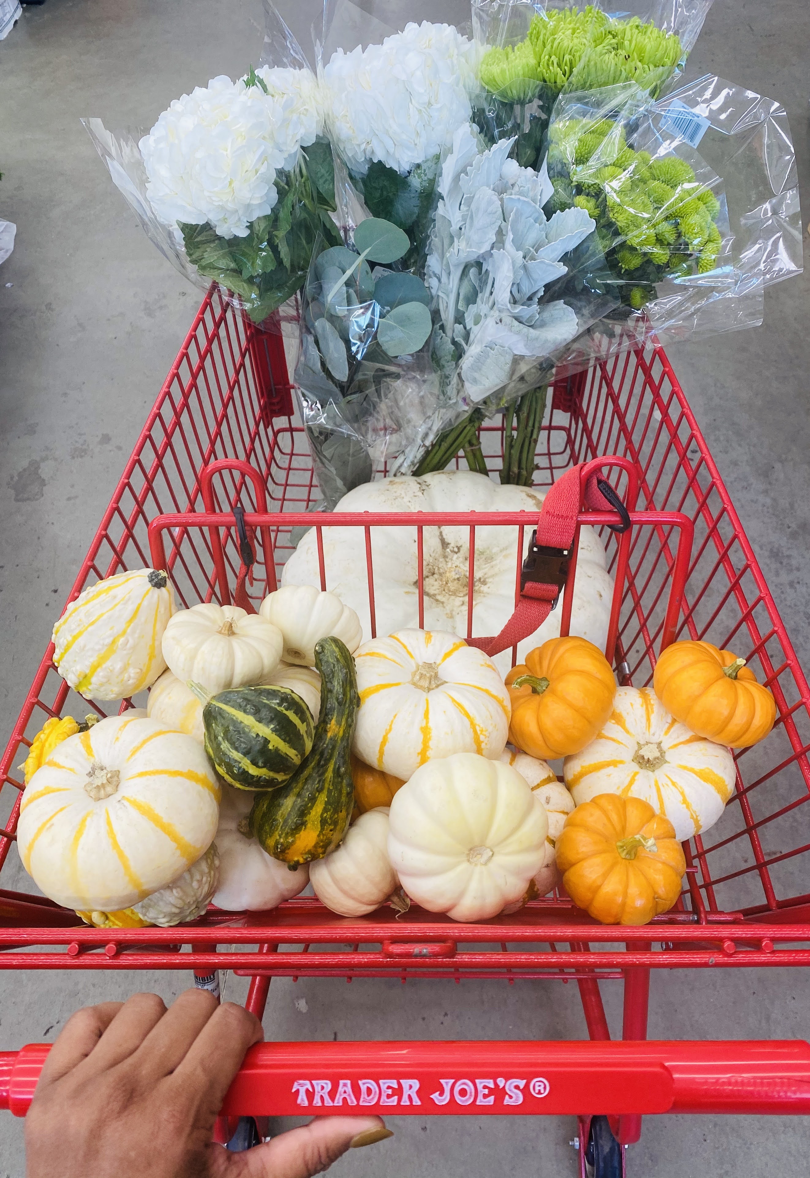 OH MY GOURD, PUMPKINS! - Sonder/Sway