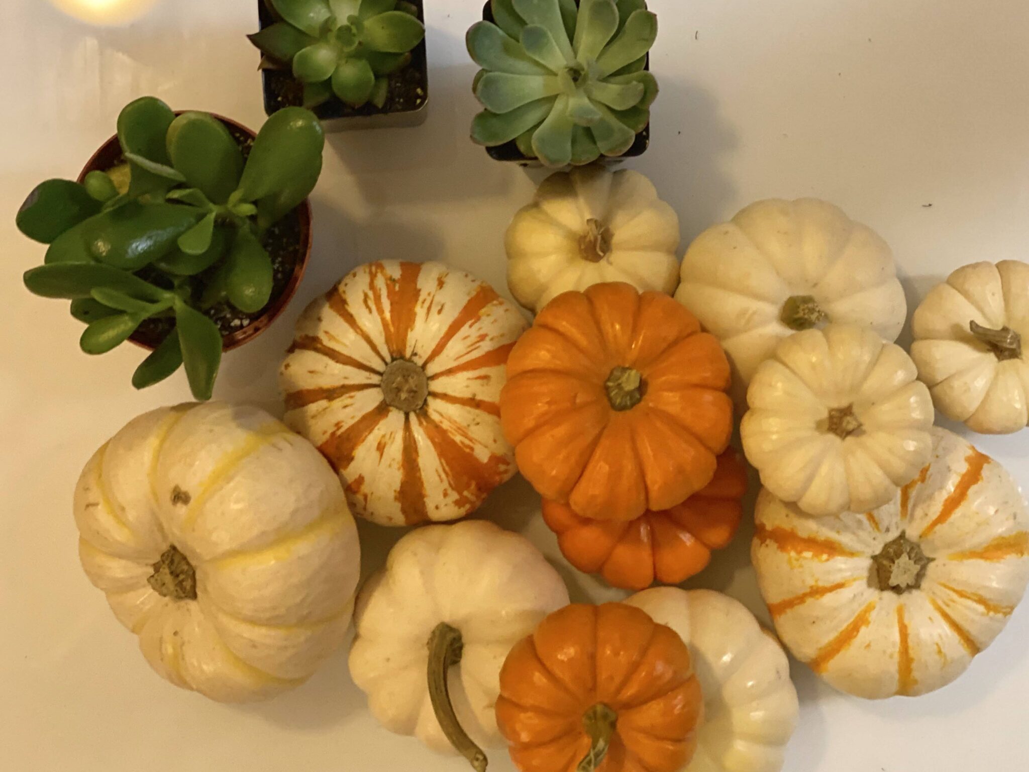 OH MY GOURD, PUMPKINS! - Sonder/Sway